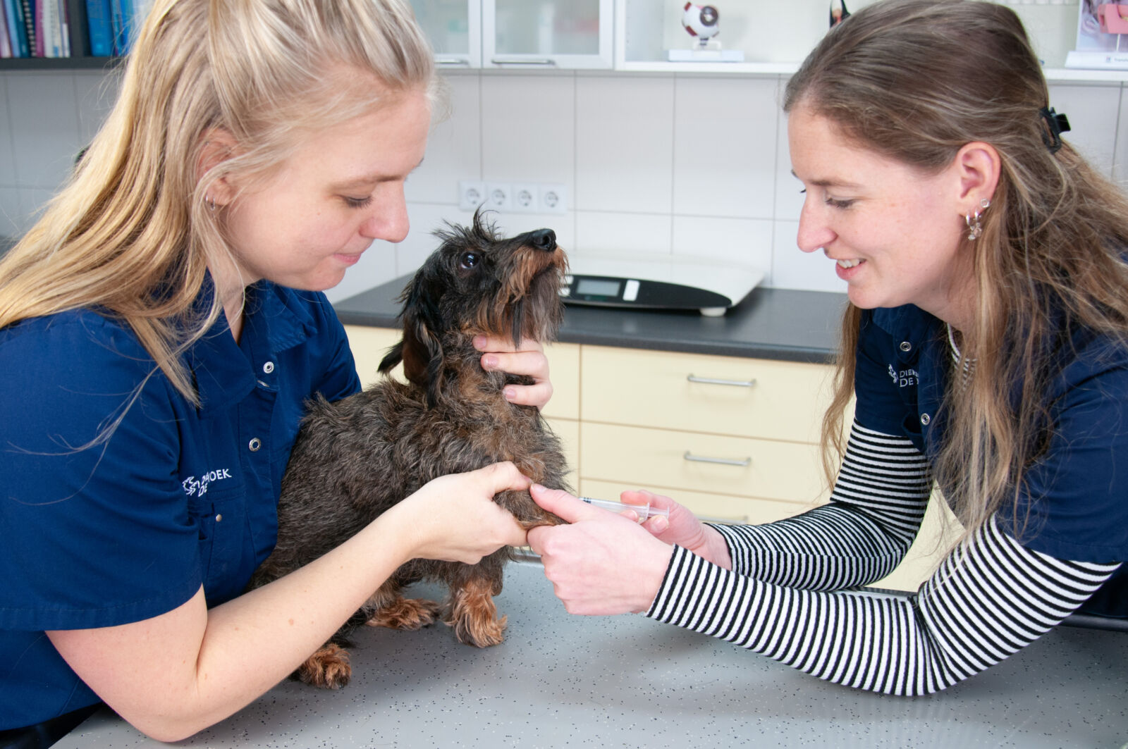 Paraveterinary consultation - Dierenkliniek De Beestenhoek
